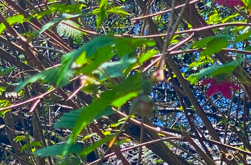 Café Chill playlist: Khotin, Es-K, Sweatson Klank and more - C89.5